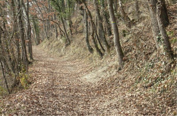 Promenade dans les bois.