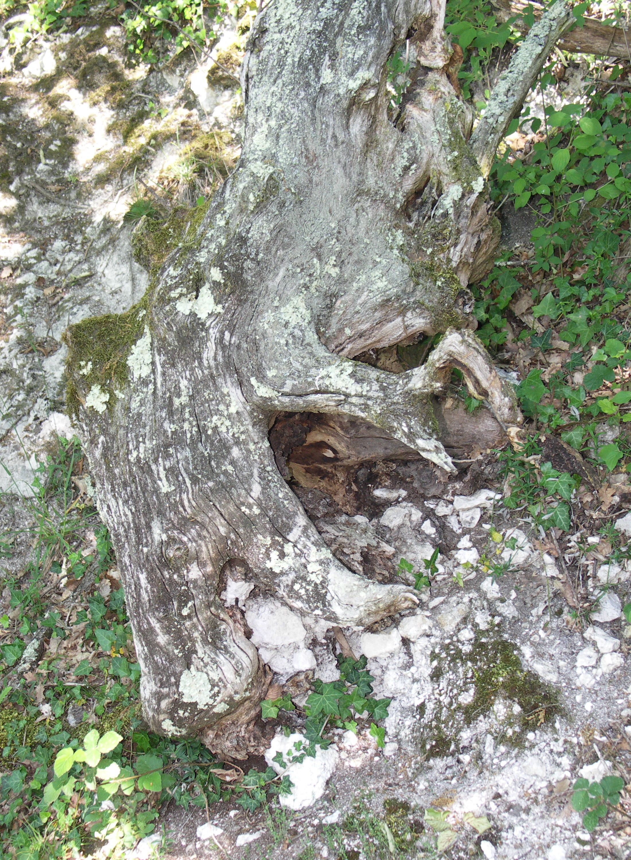 nature et promenade dans les bois - Page 5