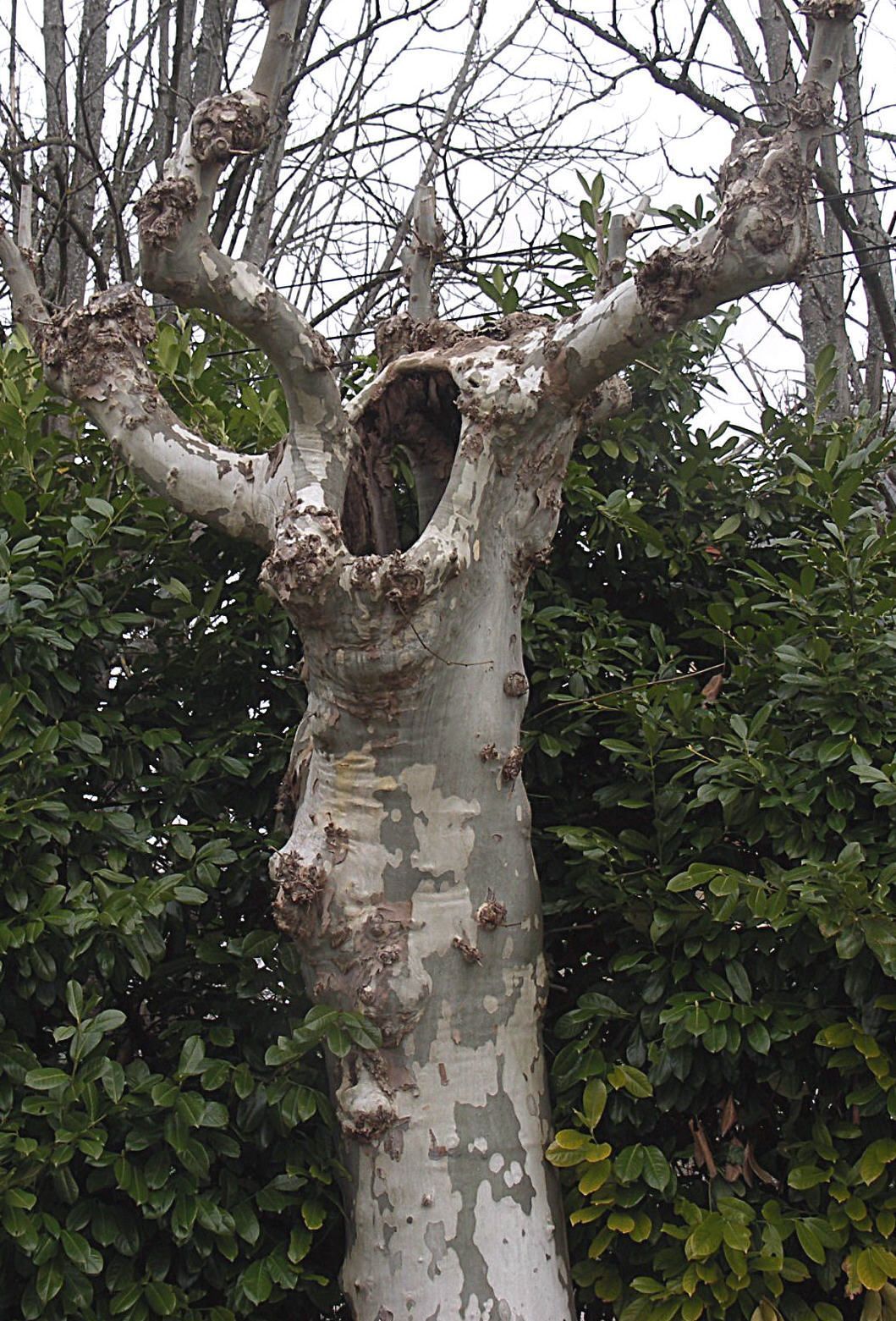 Promenade dans les bois.