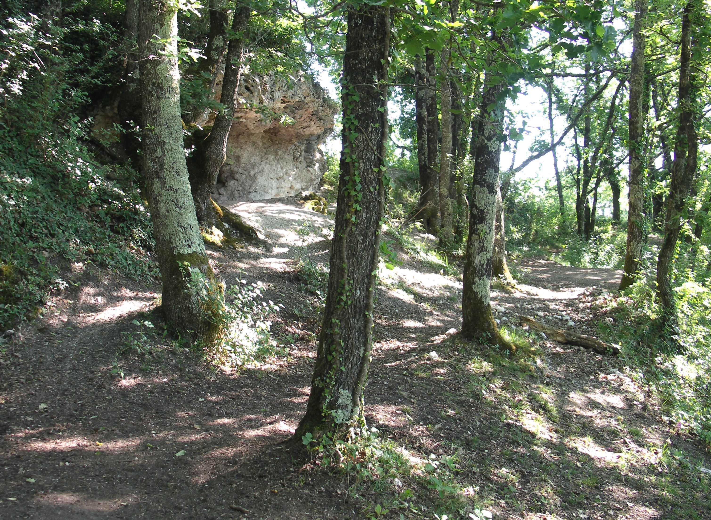 Promenade dans les bois.